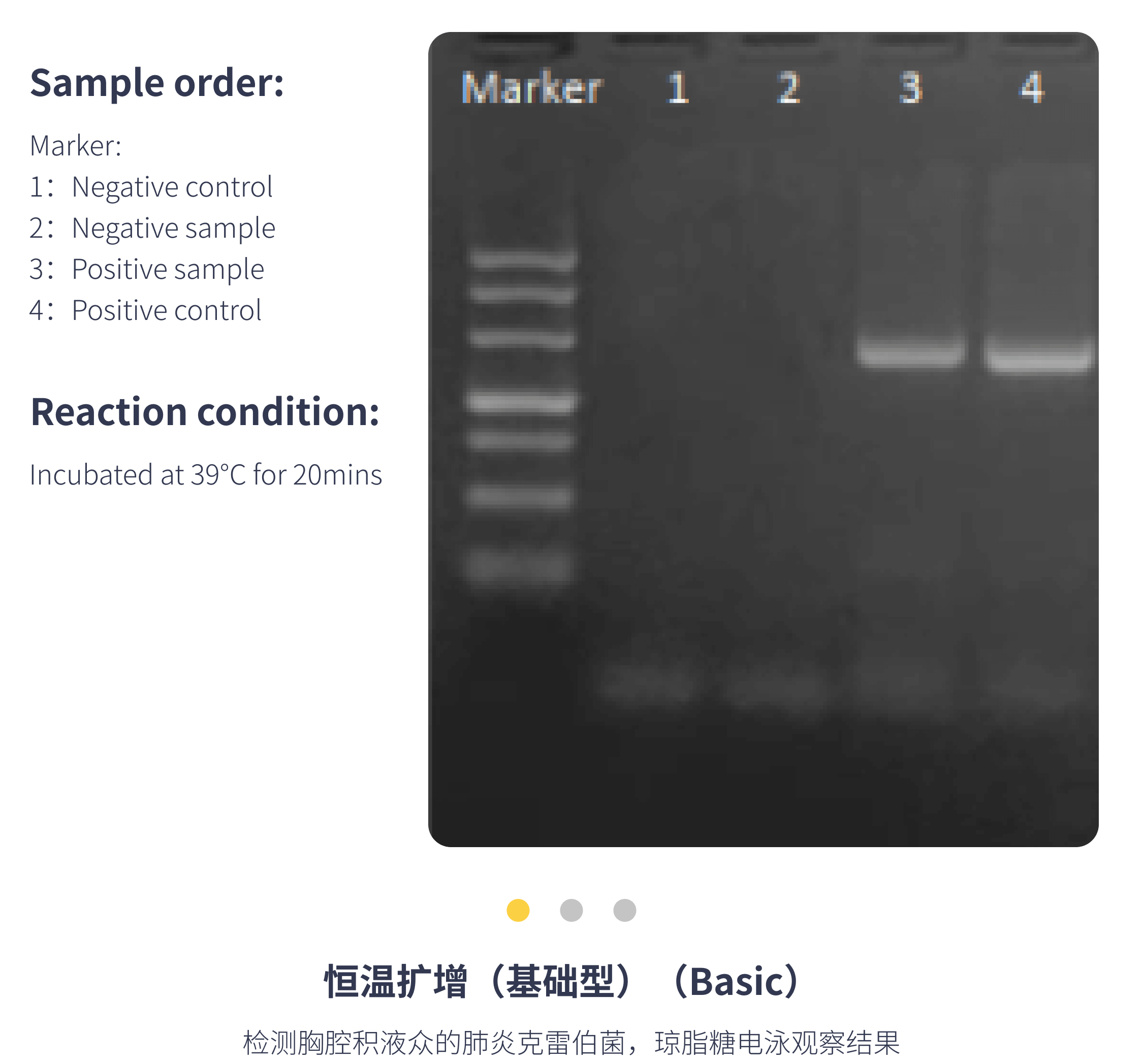 Primer design for RPA